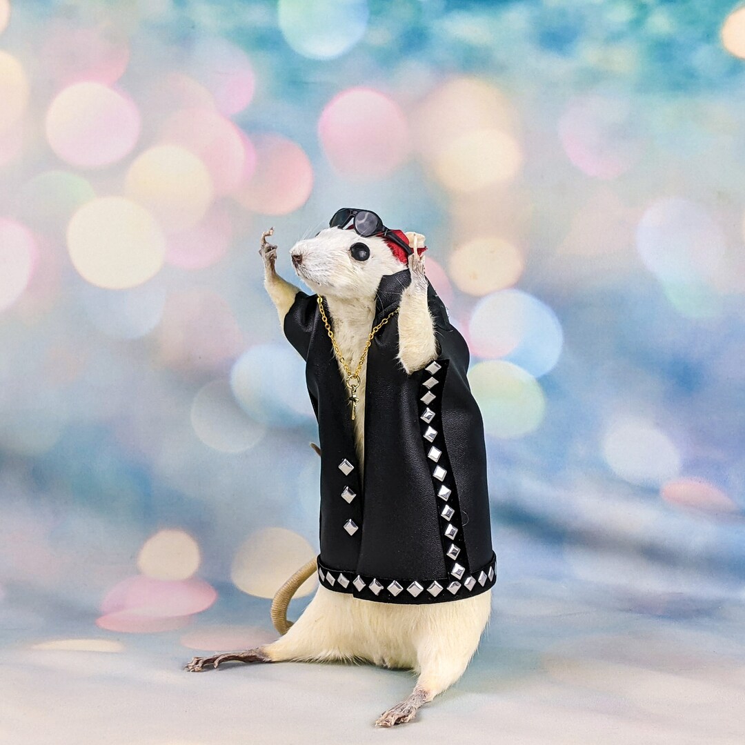 Rat Biker Flipping Bird Give Finger Taxidermy Curiosities Oddities ...
