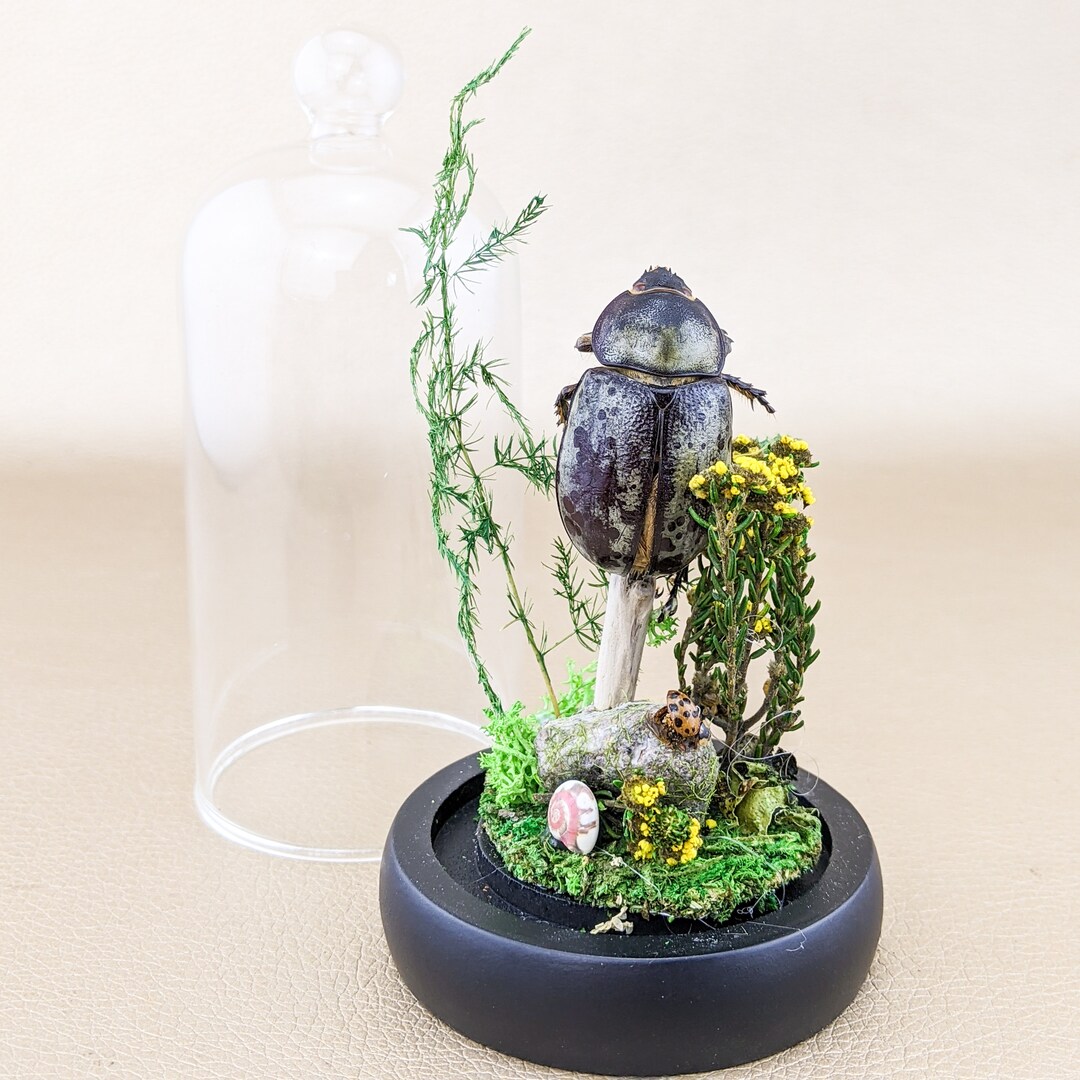 Hercules Beetle Glass Dome Display Entomology Taxidermy Oddities ...