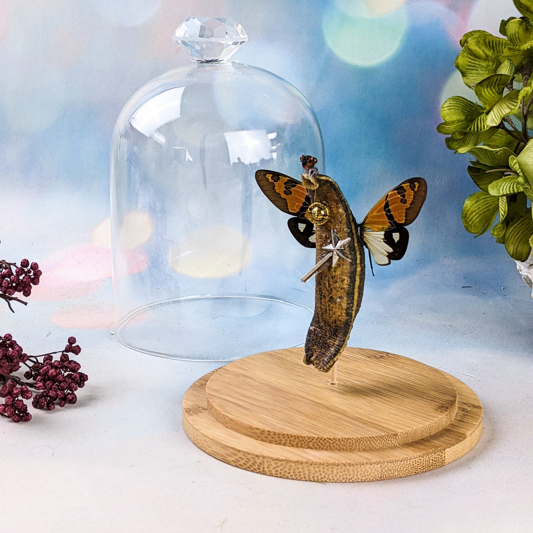 X48b Medicinal Leech Fairy Dome Display Specimen Taxidermy Oddities ...