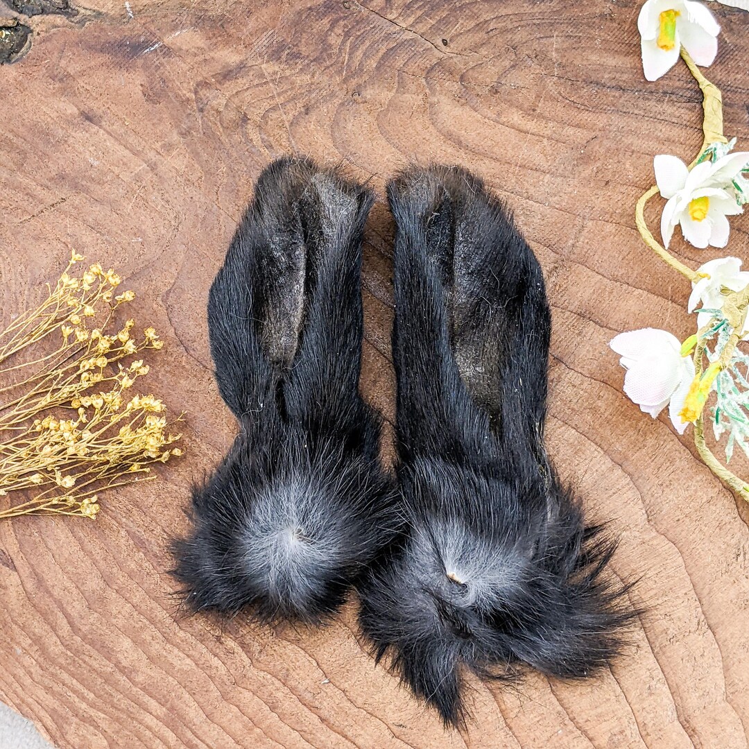 Rabbit Ears 4 1/2 Specimen Taxidermy Oddities Curiosity Crafting ...