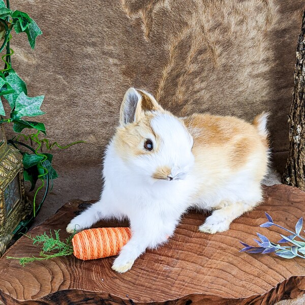 Baby Bunny Rabbit - Etsy