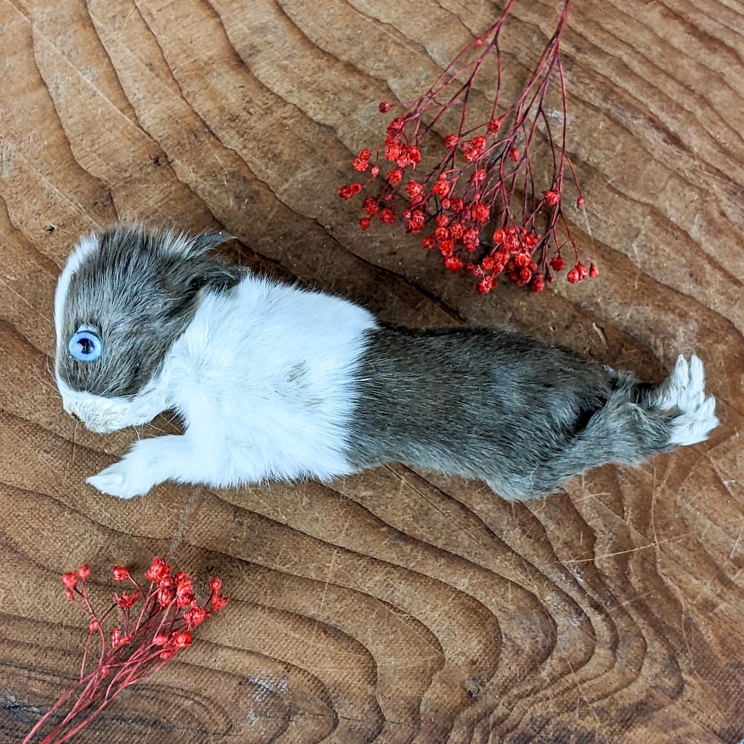 Rabbit Taxidermy Baby Bunny Specimen Craft Mount Oddities Curiosities ...