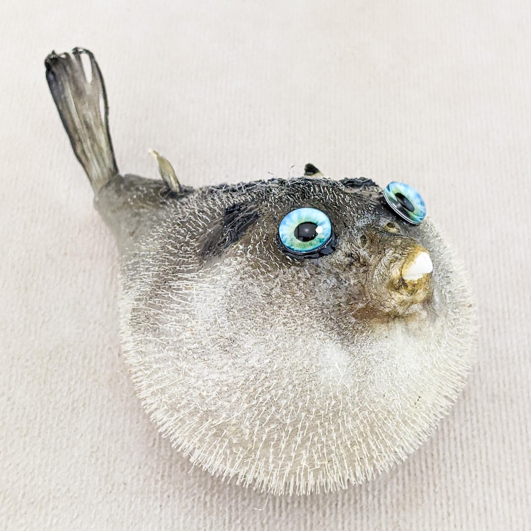 Parrot Puffer Fish 4+" Specimen Taxidermy Oddity Collectible Nautical ...