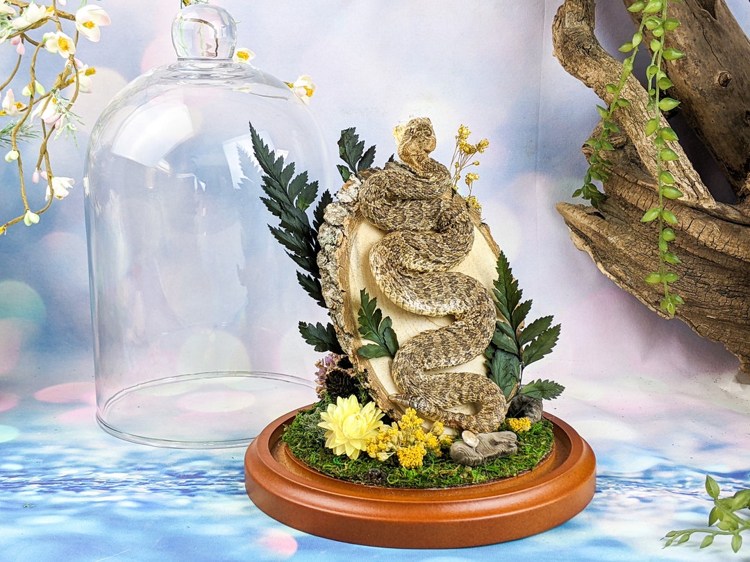Z23e BABY Rattlesnake Glass Dome Display Snake Taxidermy Oddities ...