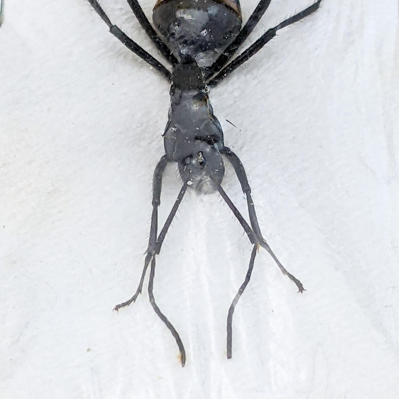 Ant Pair Formicidae (2) Specimens Craft Oddities Curiosities Entomology ...