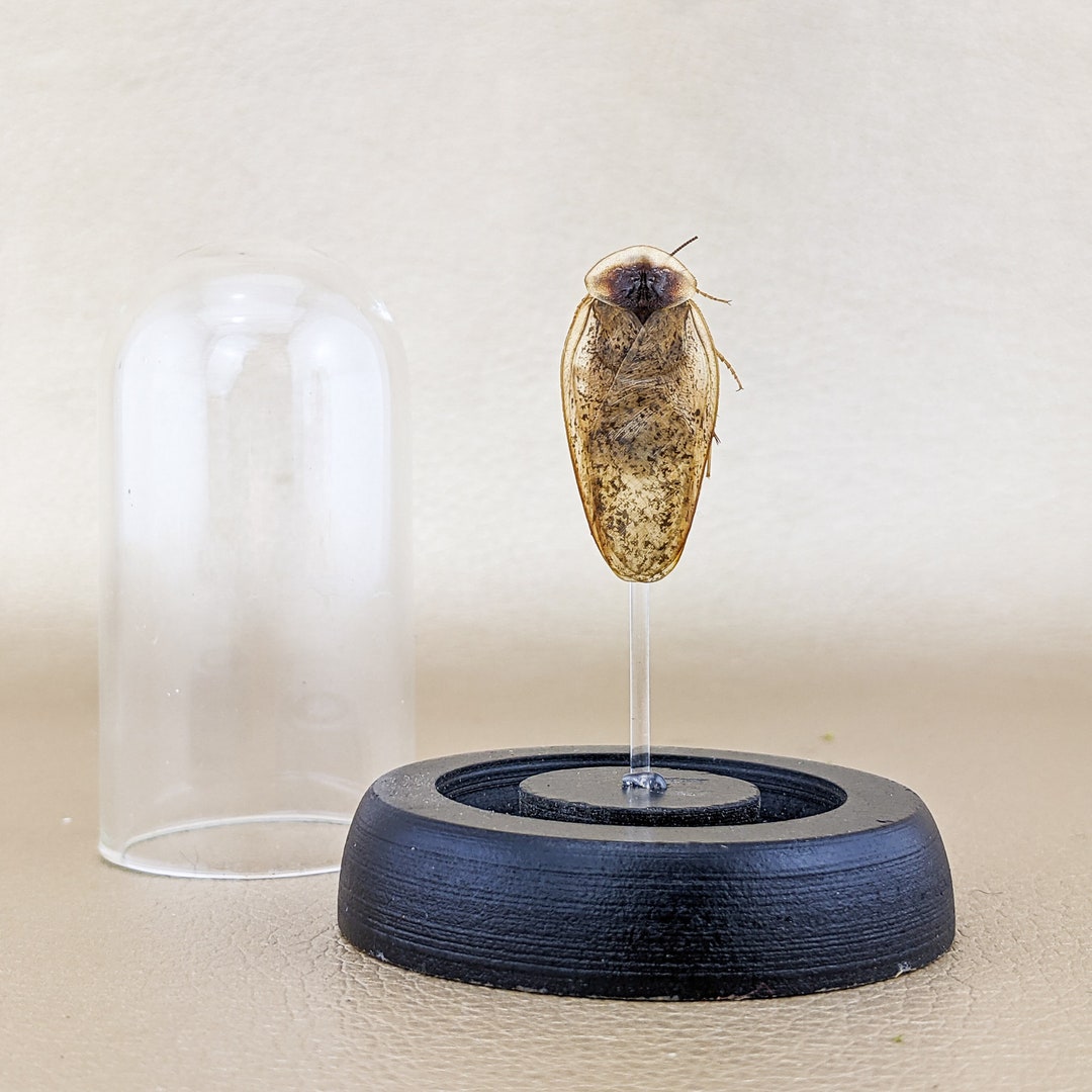 S13 Bolls Sand Cock Roach Glass Dome Entomology Taxidermy Oddities ...