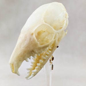 Horsfields Tree Shrew SKULL Glass Dome Display Taxidermy Oddities ...