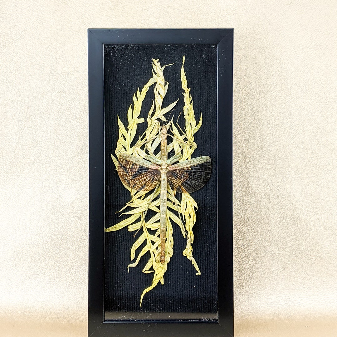 Indonesian Stick Bug Insect Shadowbox Y115e Taxidermy Entomology ...