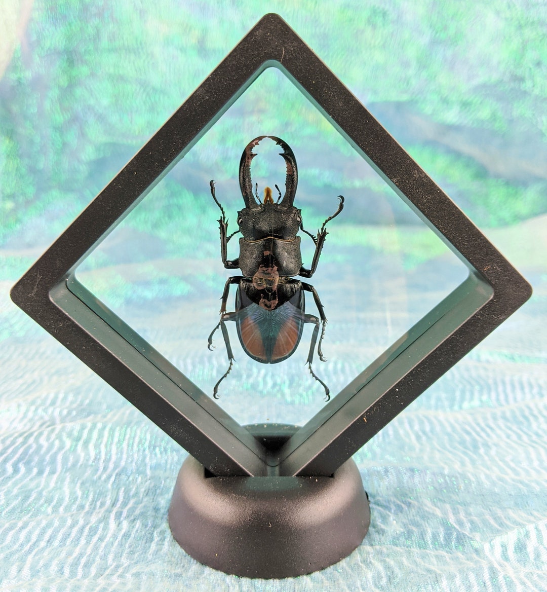 Stag Beetle Floating Display Collectible Specimen Entomology Taxidermy ...