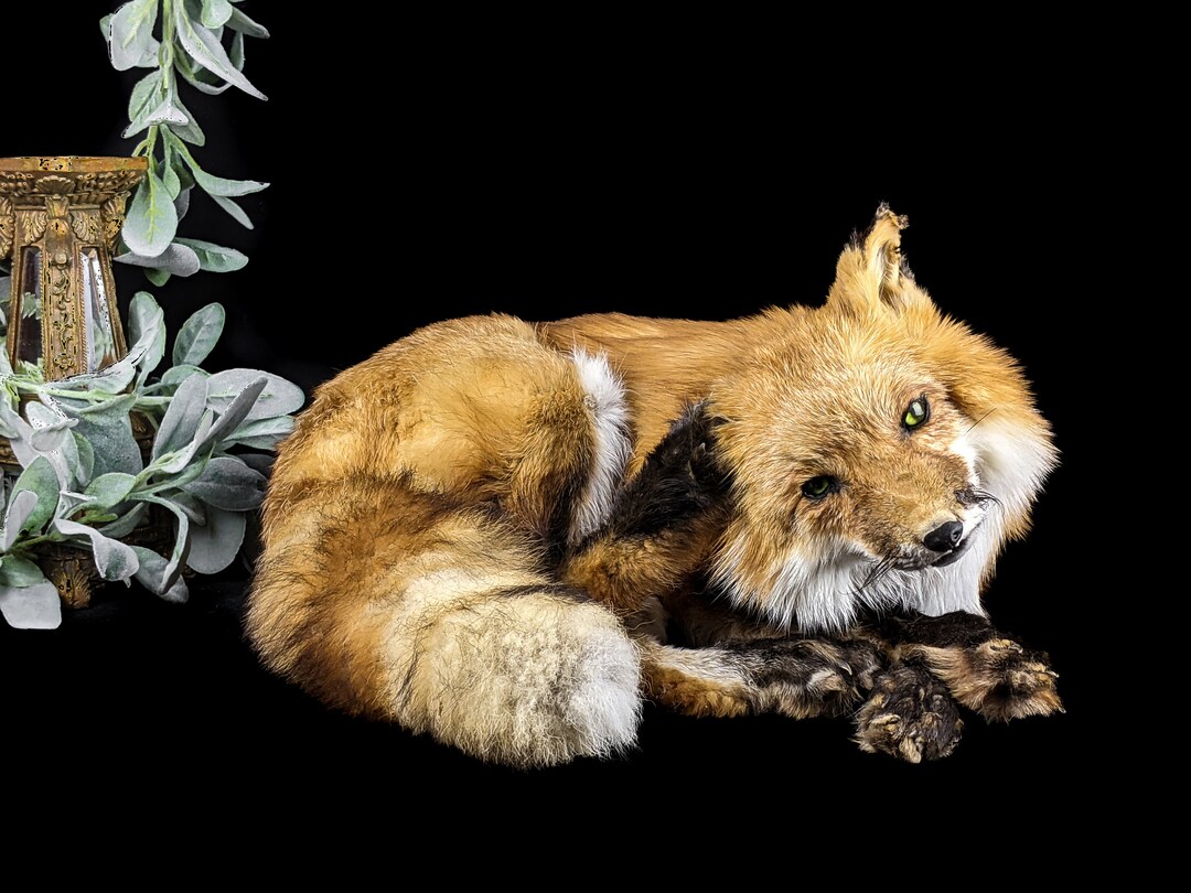 Red Fox Scratching His Ear Mount Taxidermy Oddities Curiosities Display ...