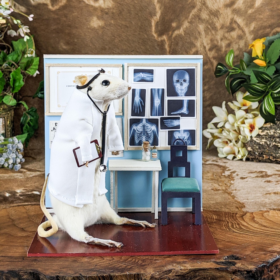 Doctor Rat Medicine Display Xray Medical Taxidermy Oddities Curiosities ...