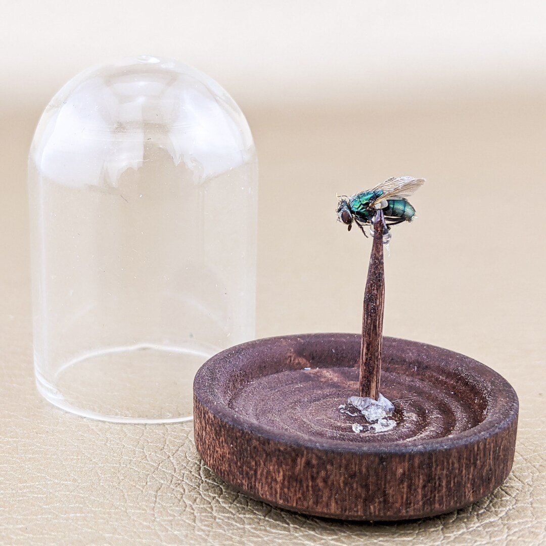 Metallic Green Bee Glass Dome Display Insect Bug Collectible Specimen ...