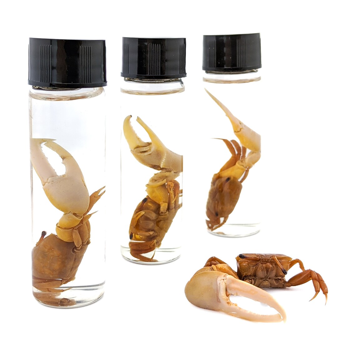 Fc2 Crab Tall Fiddler Crab Specimen Wet Specimen Nautical Marine ...
