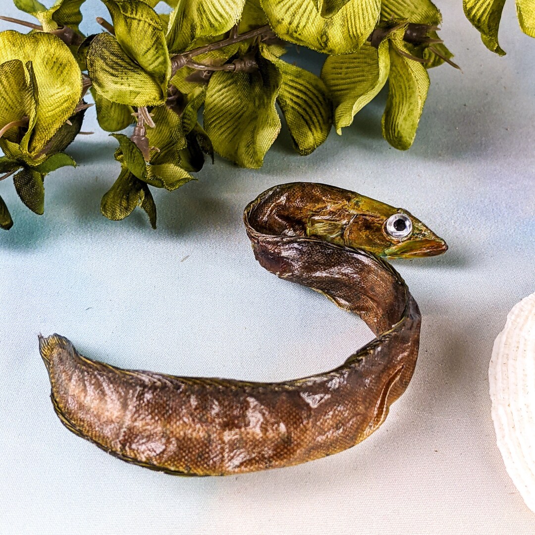 Rock Gunnel Fish Taxidermy Oddities Curiosities Specimen Salt Water ...