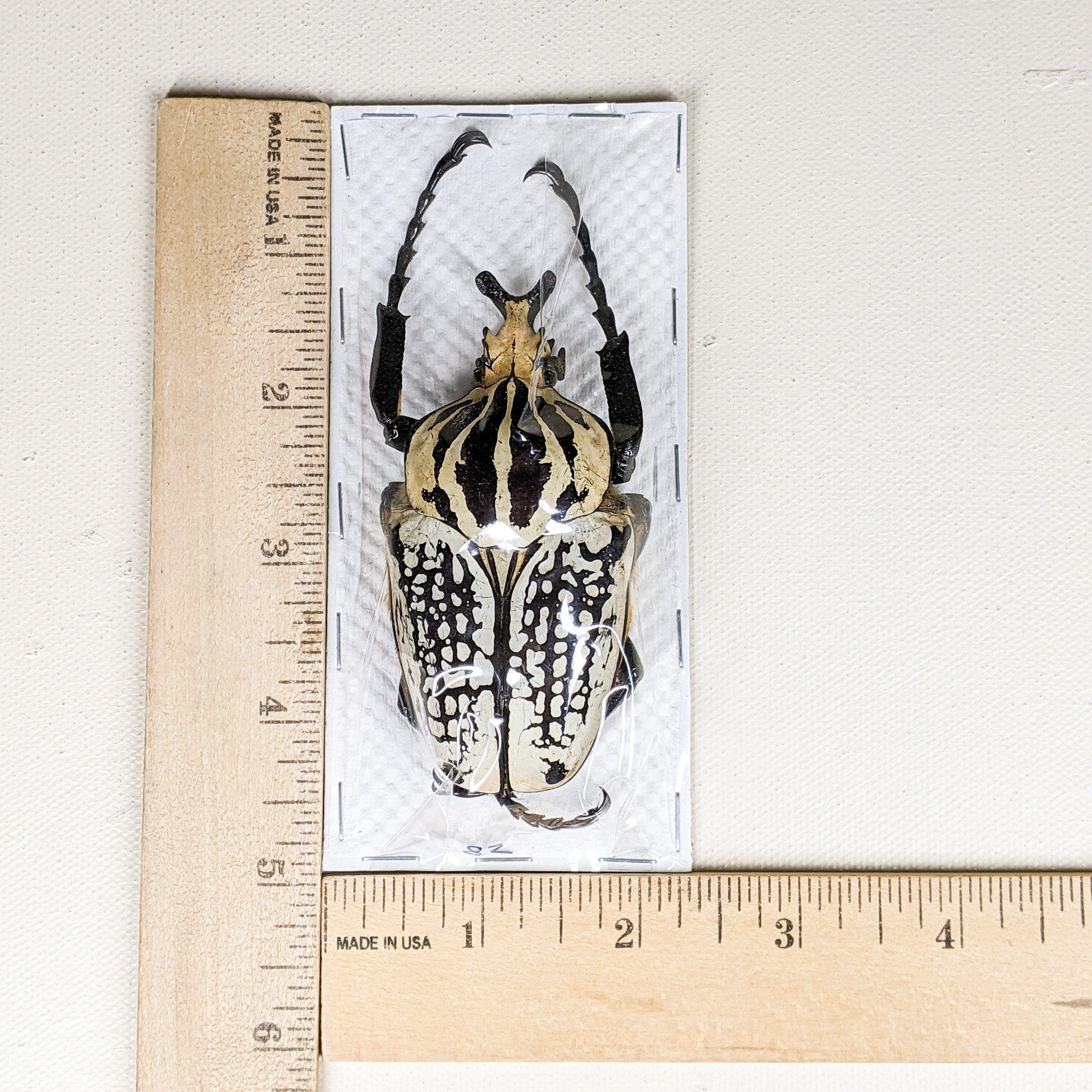 Strange Wonders Goliath Beetle