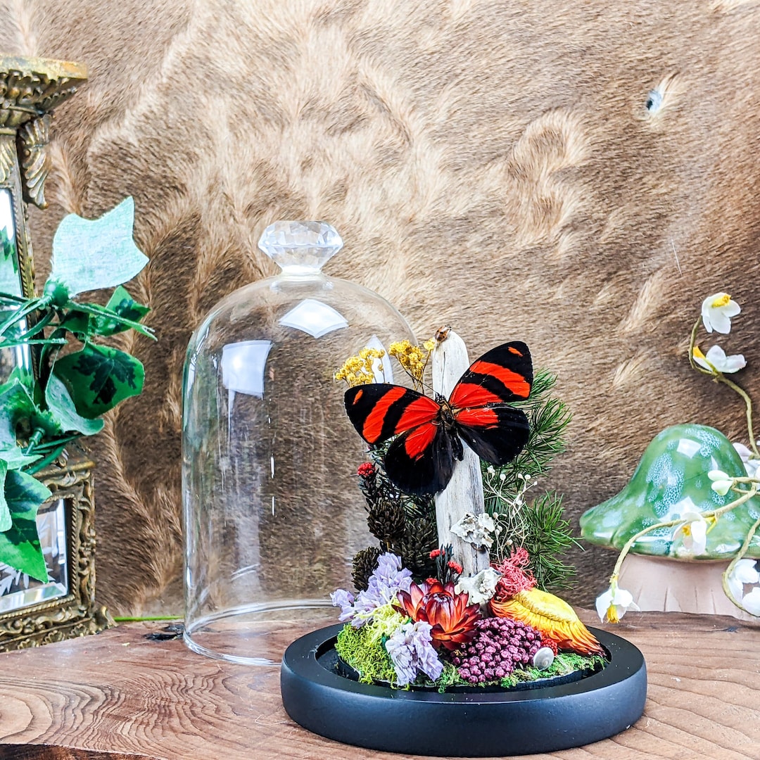 Callicore Cynosura Butterfly Glass Dome Display Entomology Taxidermy ...