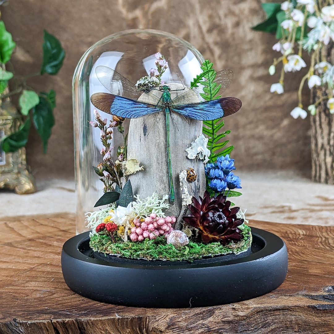 Dragonfly Natural Display Glass Dome Entomology Taxidermy Oddity ...