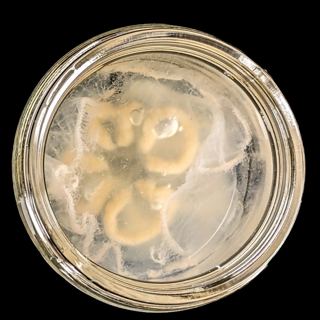 Jellyfish Wet Specimen Oddities Curiosities Nautical Glass Jar ...