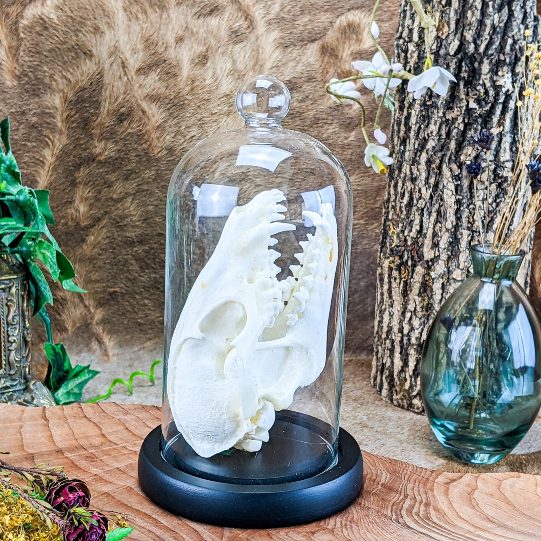 Full Tanuki 5 Skull Glass Dome Display Oddities Curiosities Raccoon ...