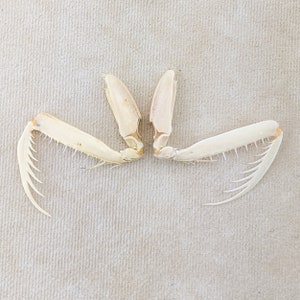 U34c Mantis Shrimp Claws Pinchers Set of Two Taxidermy Oddities ...