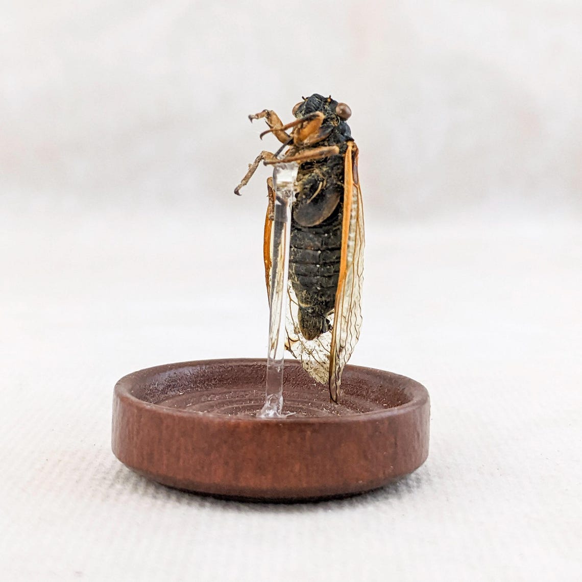 Locust Cicada Glass Dome Display Entomology Taxidermy Oddities ...