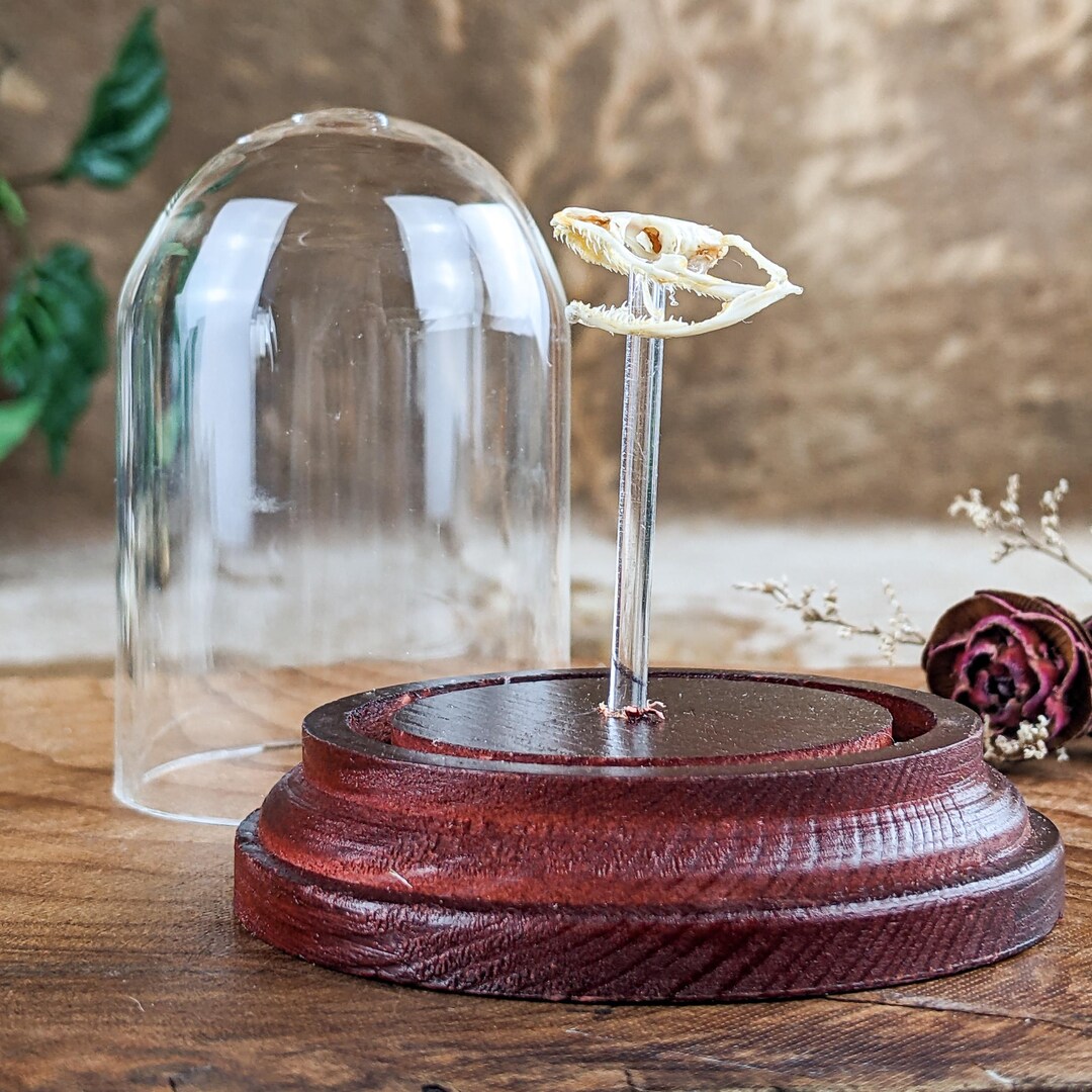 Rice Paddy Snake Skull Glass Dome Display Taxidermy Skull Bones ...