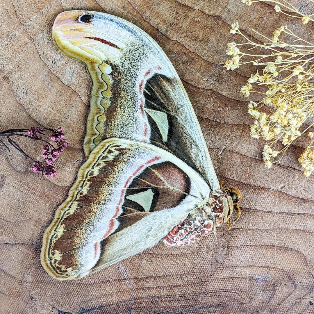 Attacus Atlas Male Unspread Wings Closed Craft Silk Moth Specimen LG ...