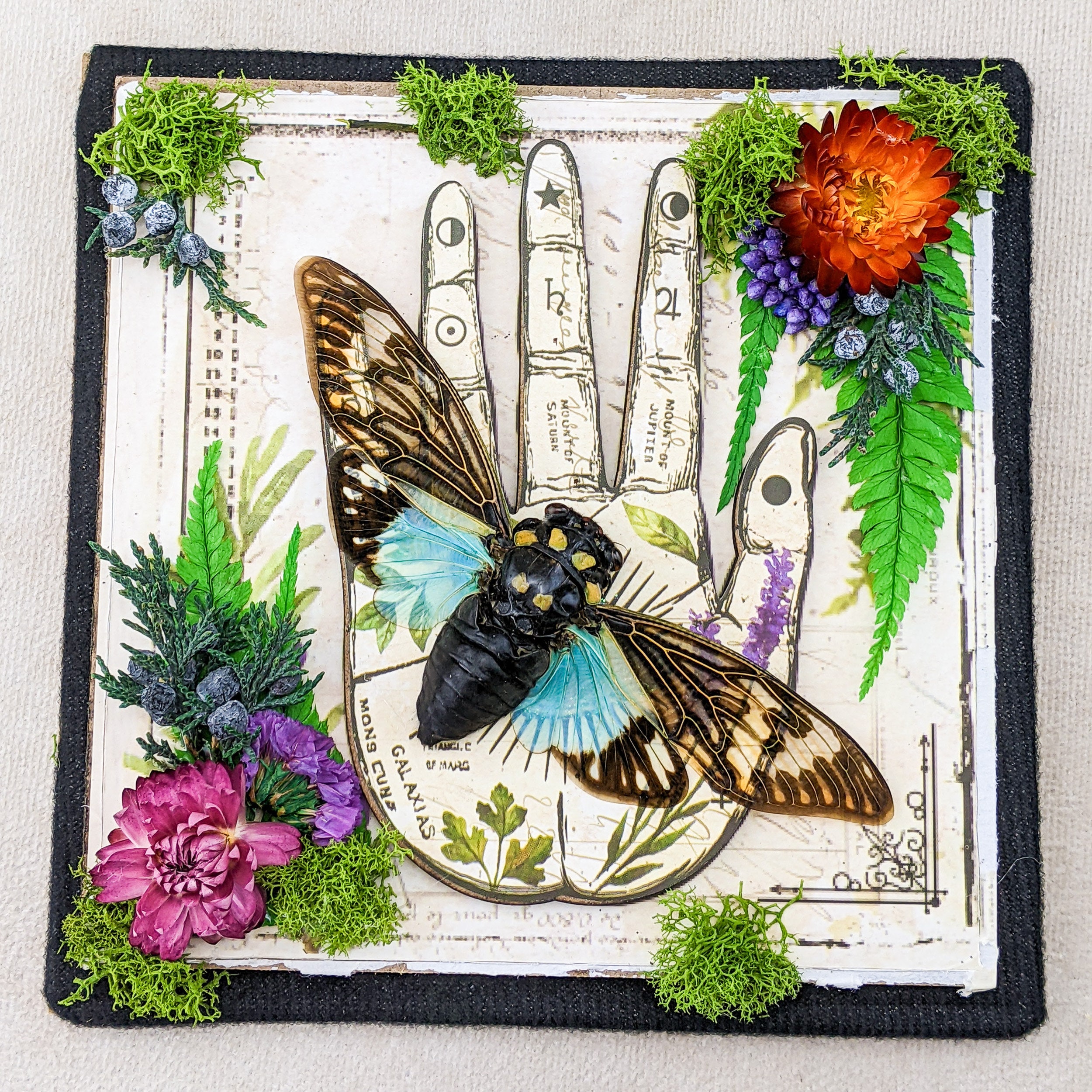 Tosena Splendida Cicada Shadowbox Display Entomology Taxidermy Oddity ...