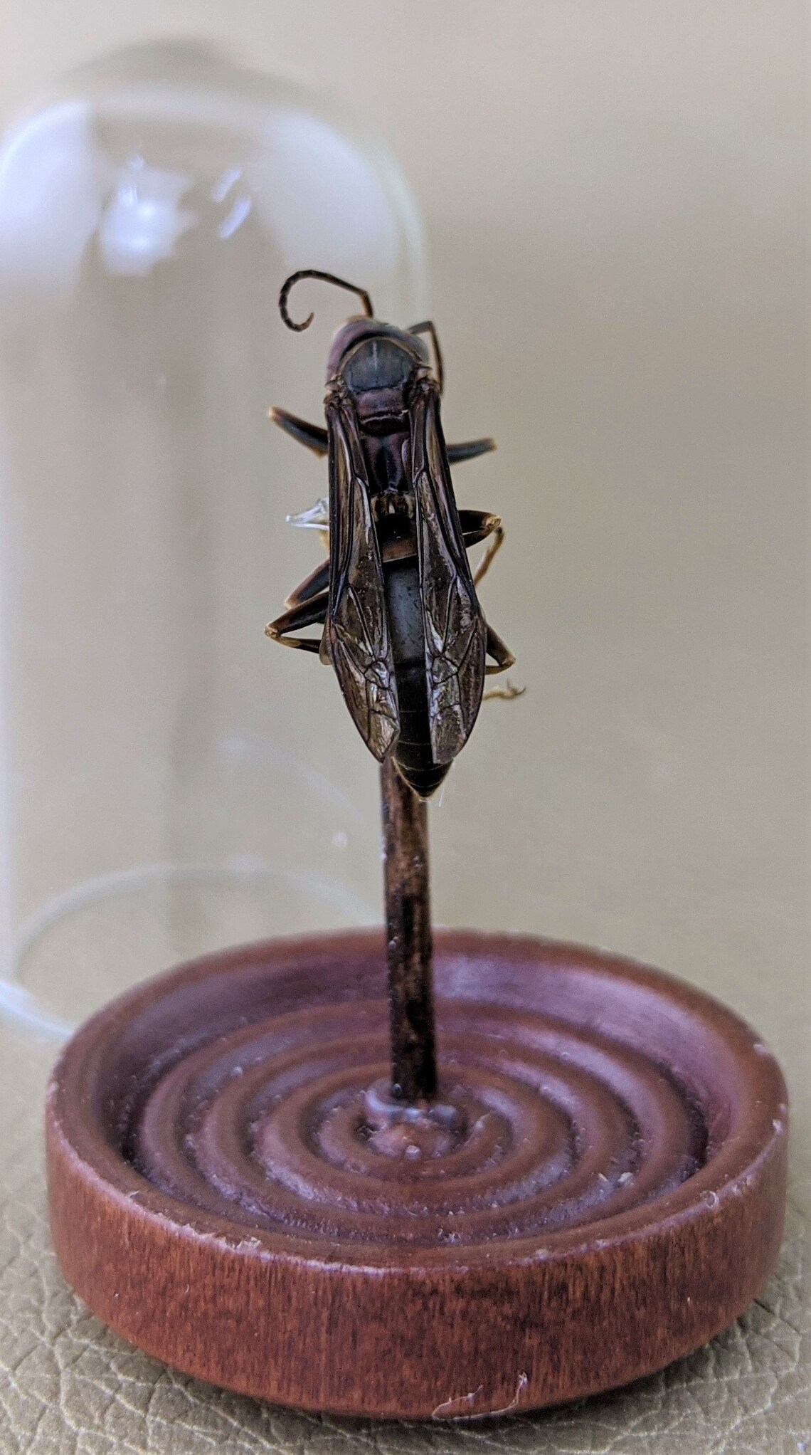 D17 One Mahogany Wasp Glass Dome Display Specimen Taxidermy - Etsy