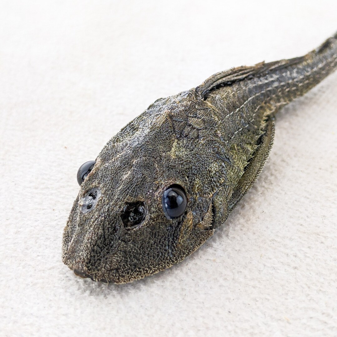 Fsh34 Clown Panaque Fish 4 1/2 Taxidermy Oddity Curiosity Specimen ...