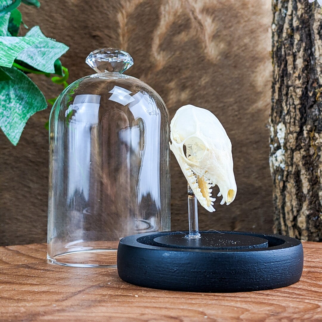 Horsfields Tree Shrew SKULL Glass Dome Display Taxidermy Oddities ...