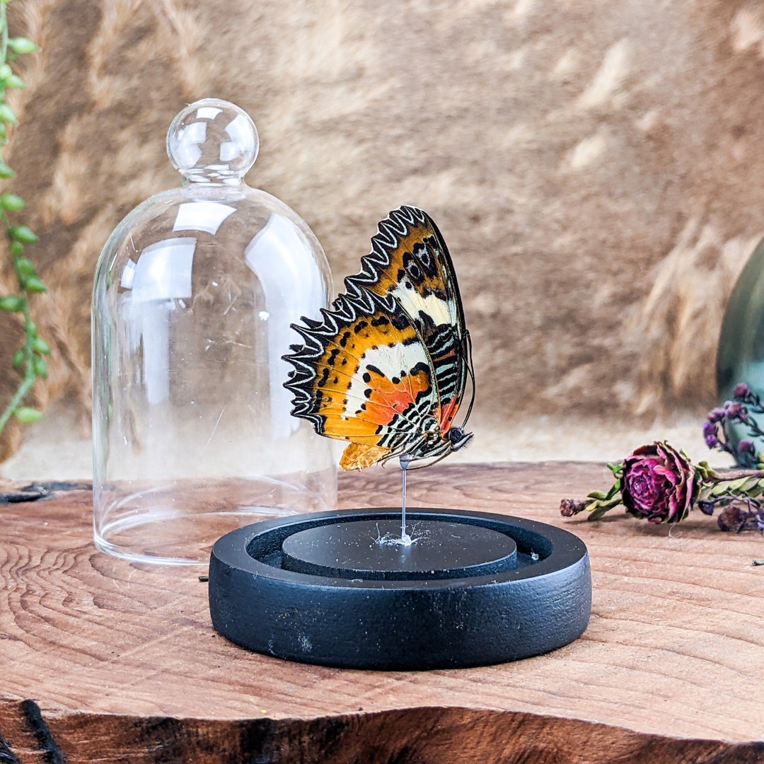 Malay Lacewing Butterfly Glass Dome Display Collectible Oddities ...
