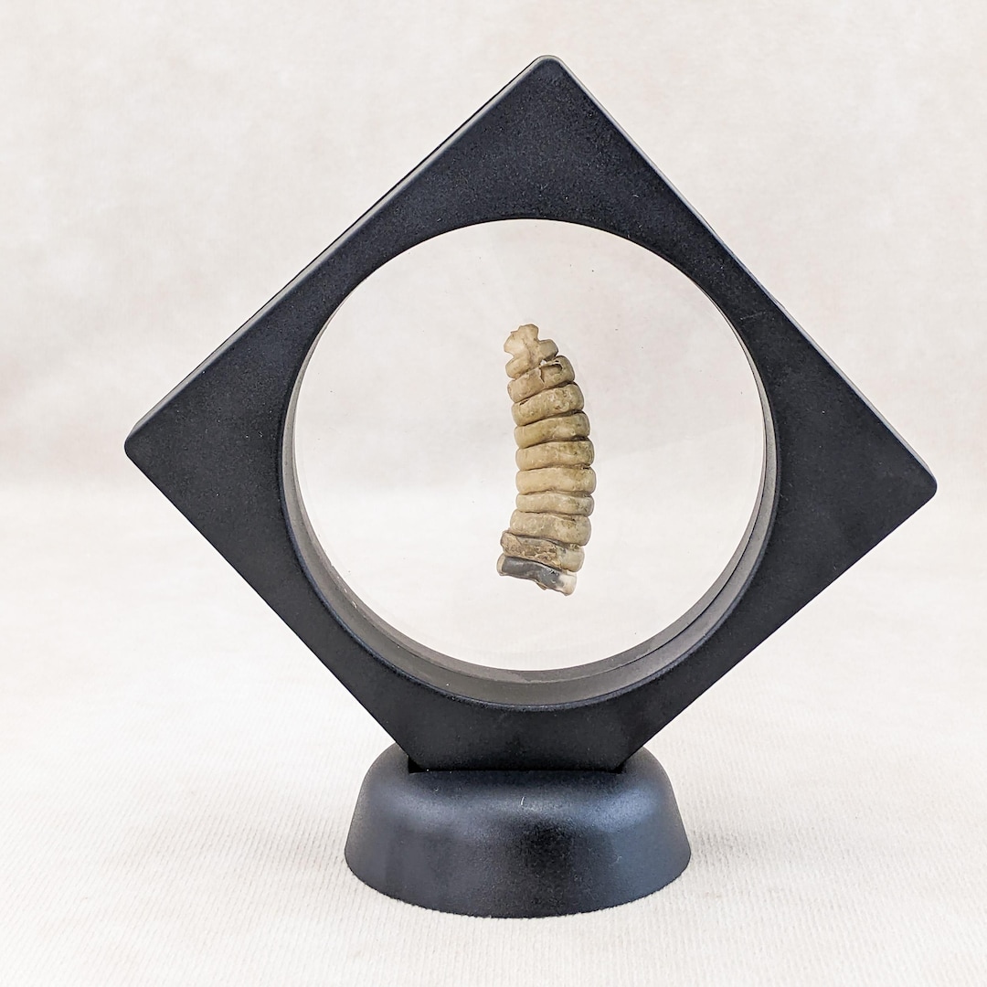 Western Rattlesnake Snake Tail, It Rattles! 8-9 Button Taxidermy ...