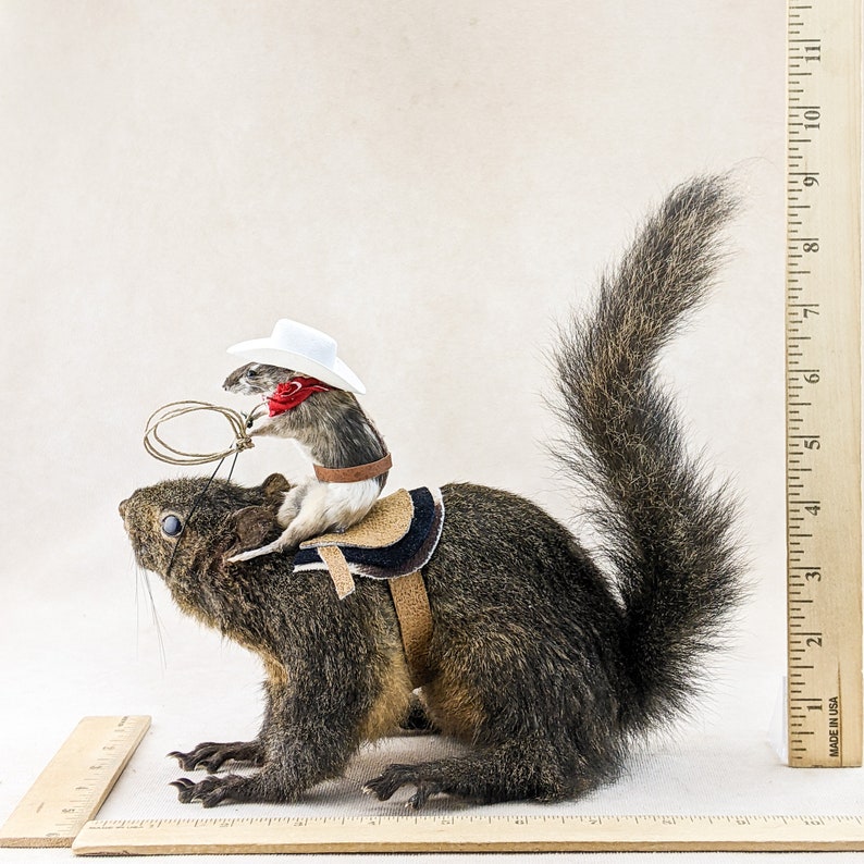 Cowboy Mouse Riding Real Squirrel Cute Taxidermy Oddities Curiosities ...