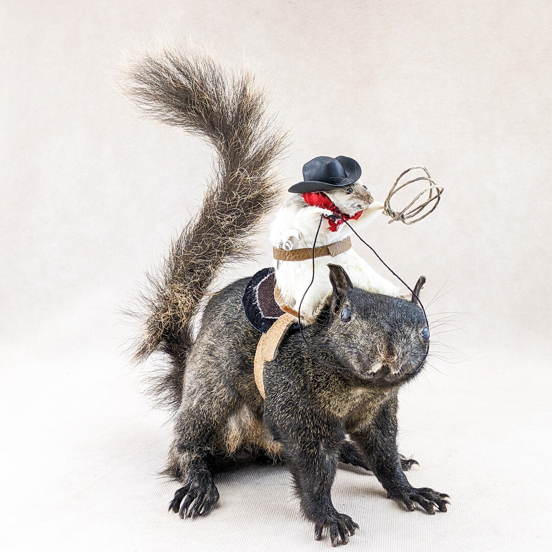 Cowboy Mouse Riding Real Squirrel Cute Taxidermy Oddities Curiosities ...