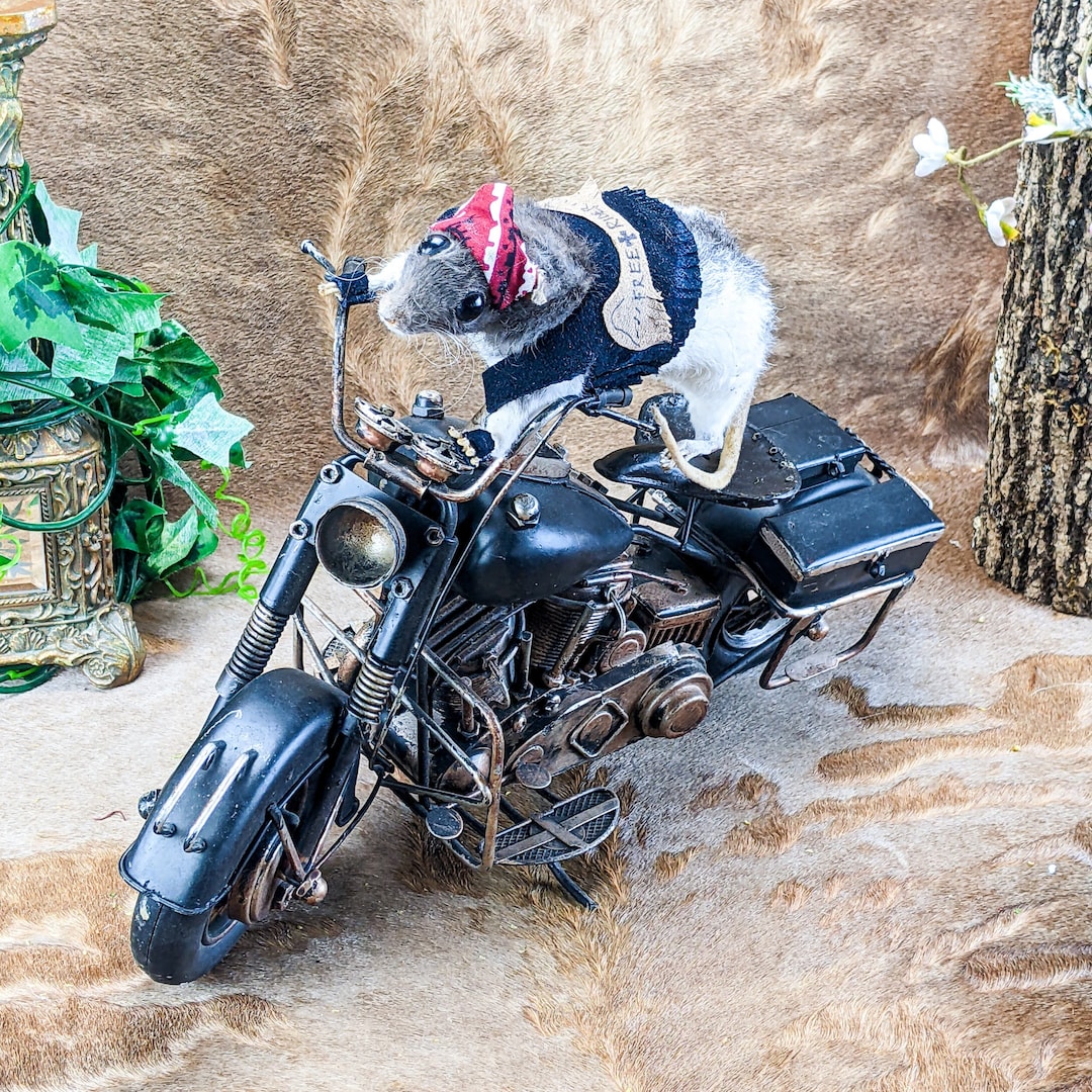 Motorcycle Biker Rat Biker Chopper Taxidermy Oddity Collectible Display ...