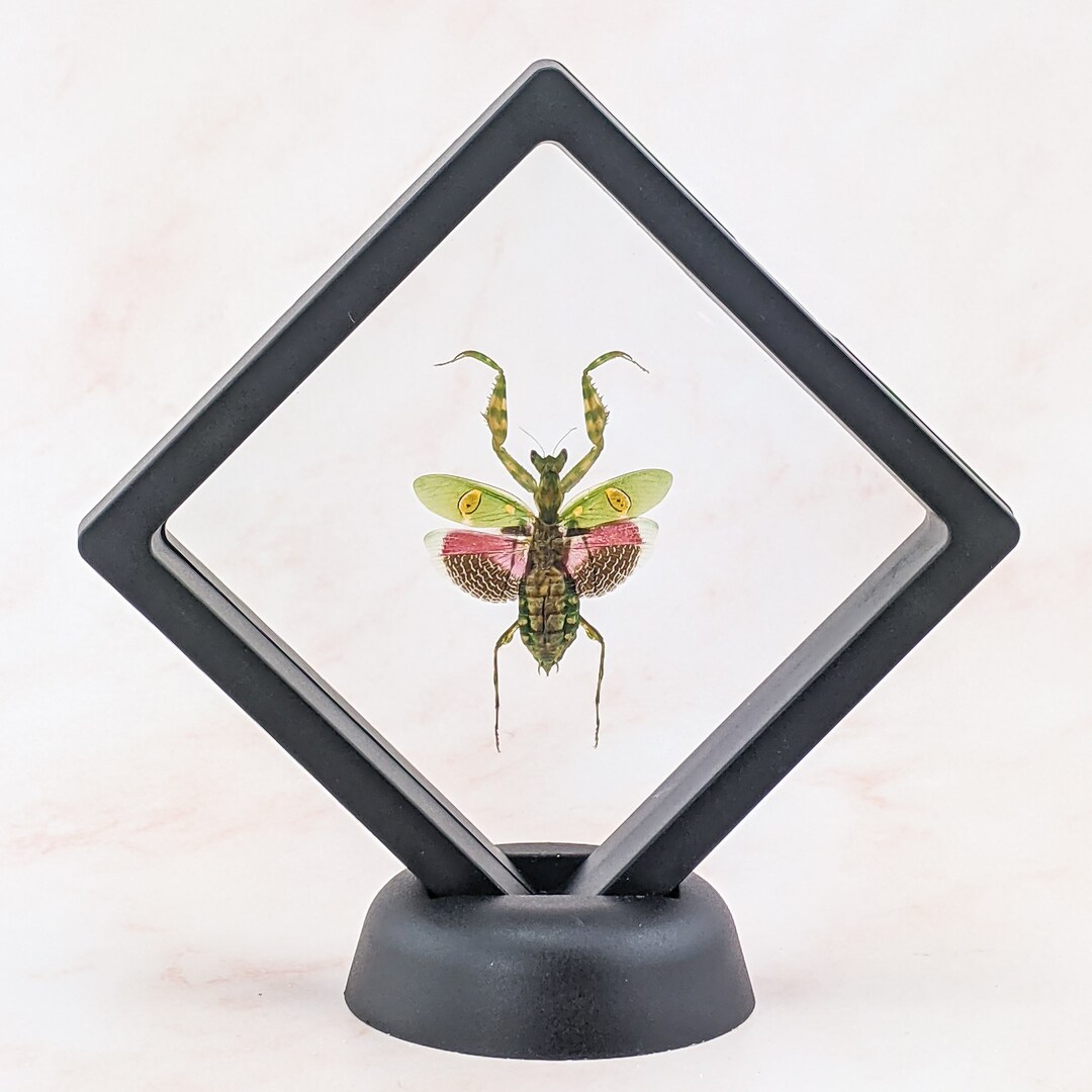 G79o Jewel Mantis Floating Display Floating Frame Entomology - Etsy
