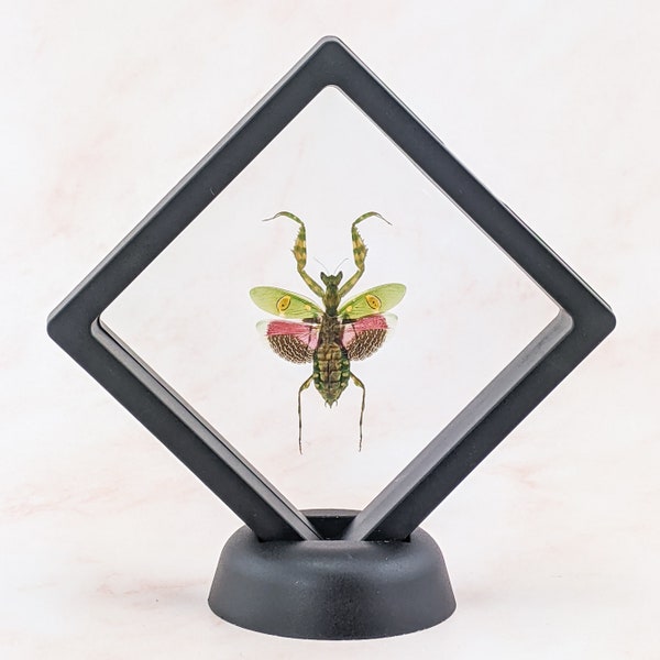 Floating Insect Display - Etsy