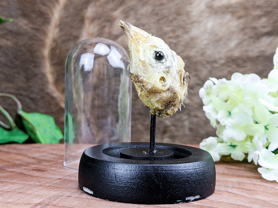 Quail Head Mount Dried Preserved Taxidermy Oddity Curiosity Dome ...
