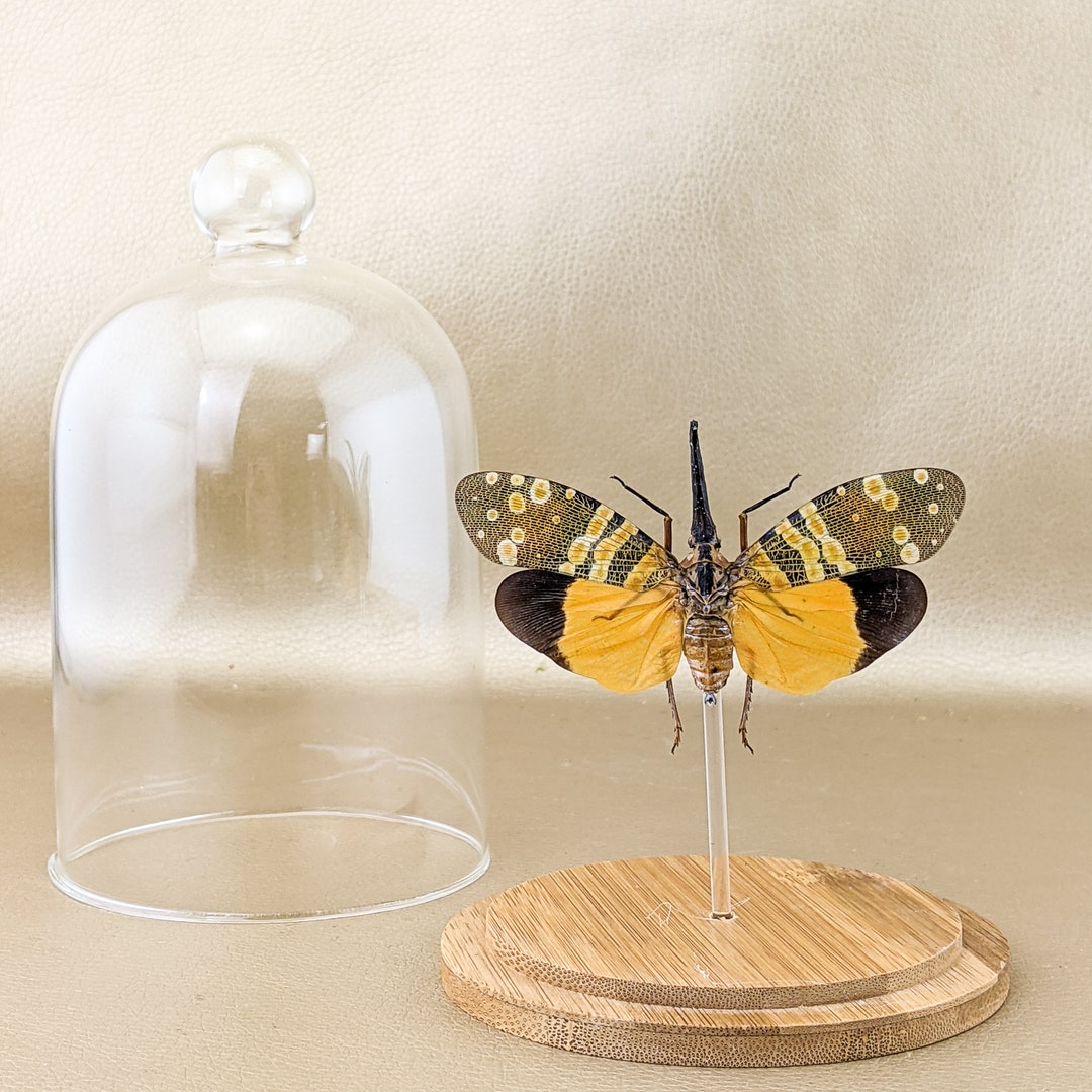 F31a Pyrops Lanternfly Planthopper Taxidermy Entomology Glass Dome ...