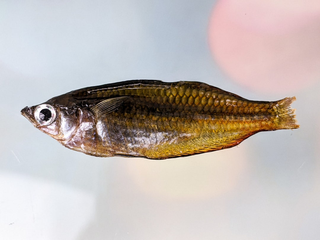 P18n Murray River Rainbow Fish Taxidermy Oddity Collectible Specimen ...