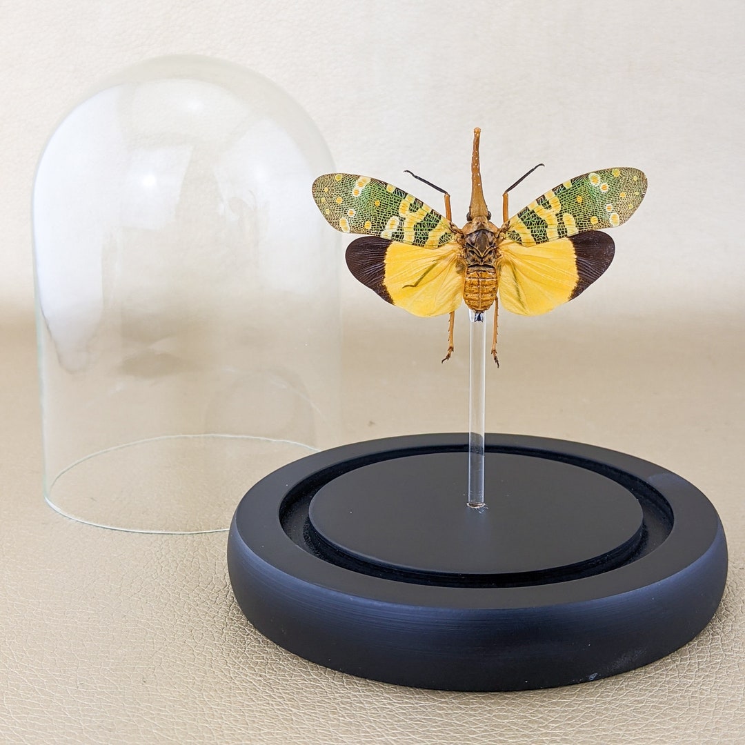 Pyrops Lanternfly Planthopper Glass Dome Taxidermy Entomology Oddity ...