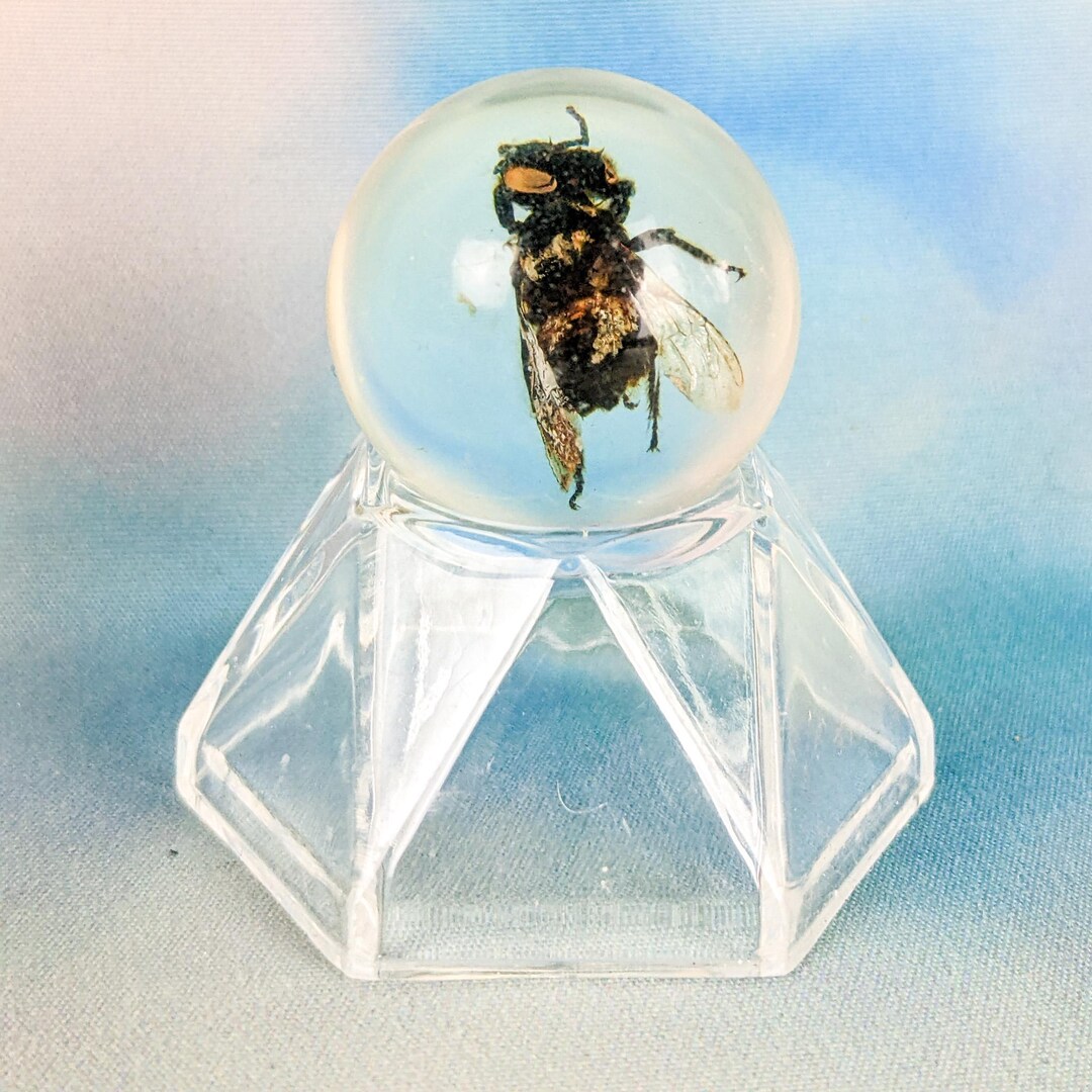 Honey Bee in Resin Marble Display Oddities Curiosities Preserved ...