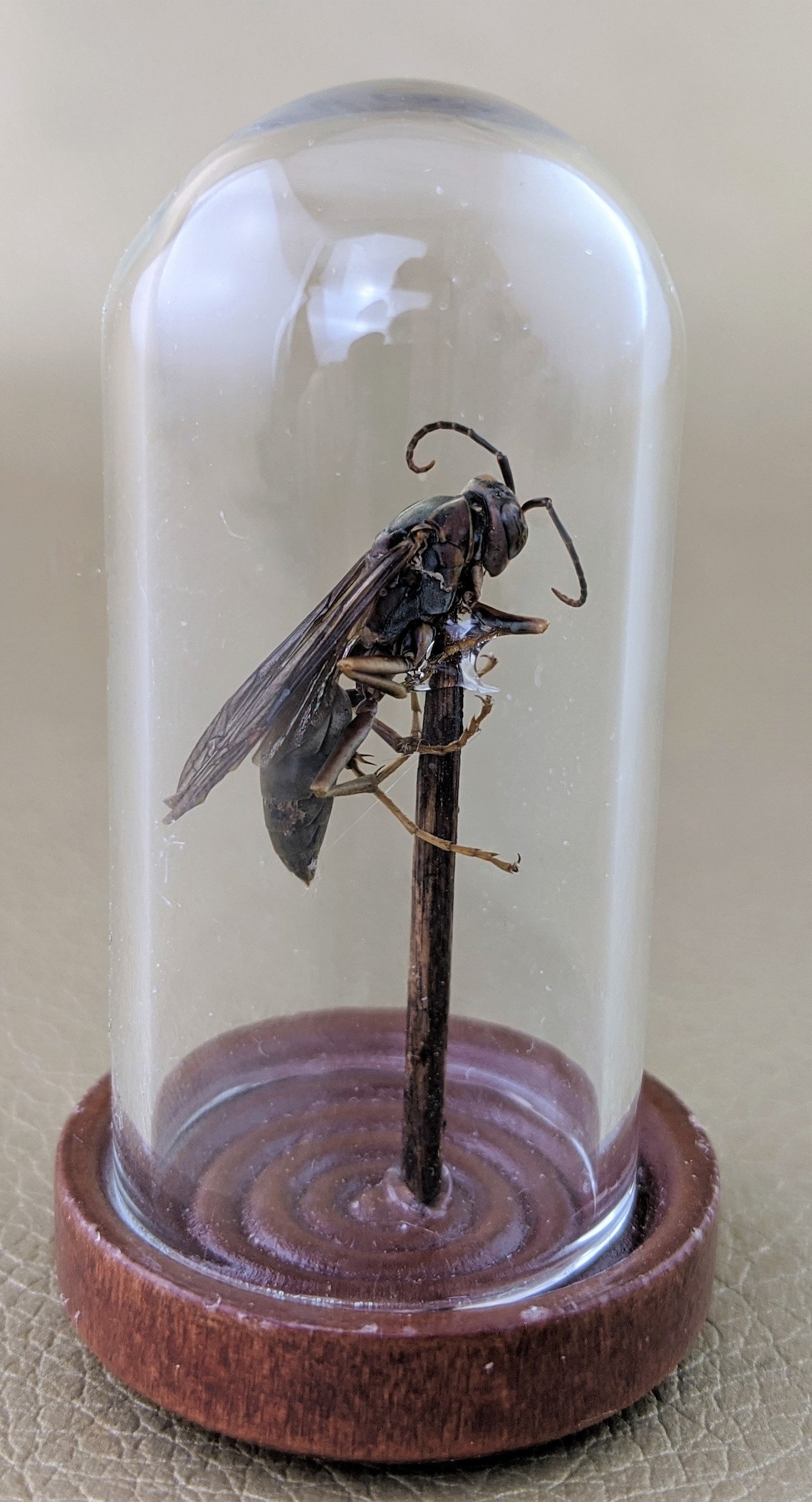 D17 One Mahogany Wasp Glass Dome Display Specimen Taxidermy - Etsy