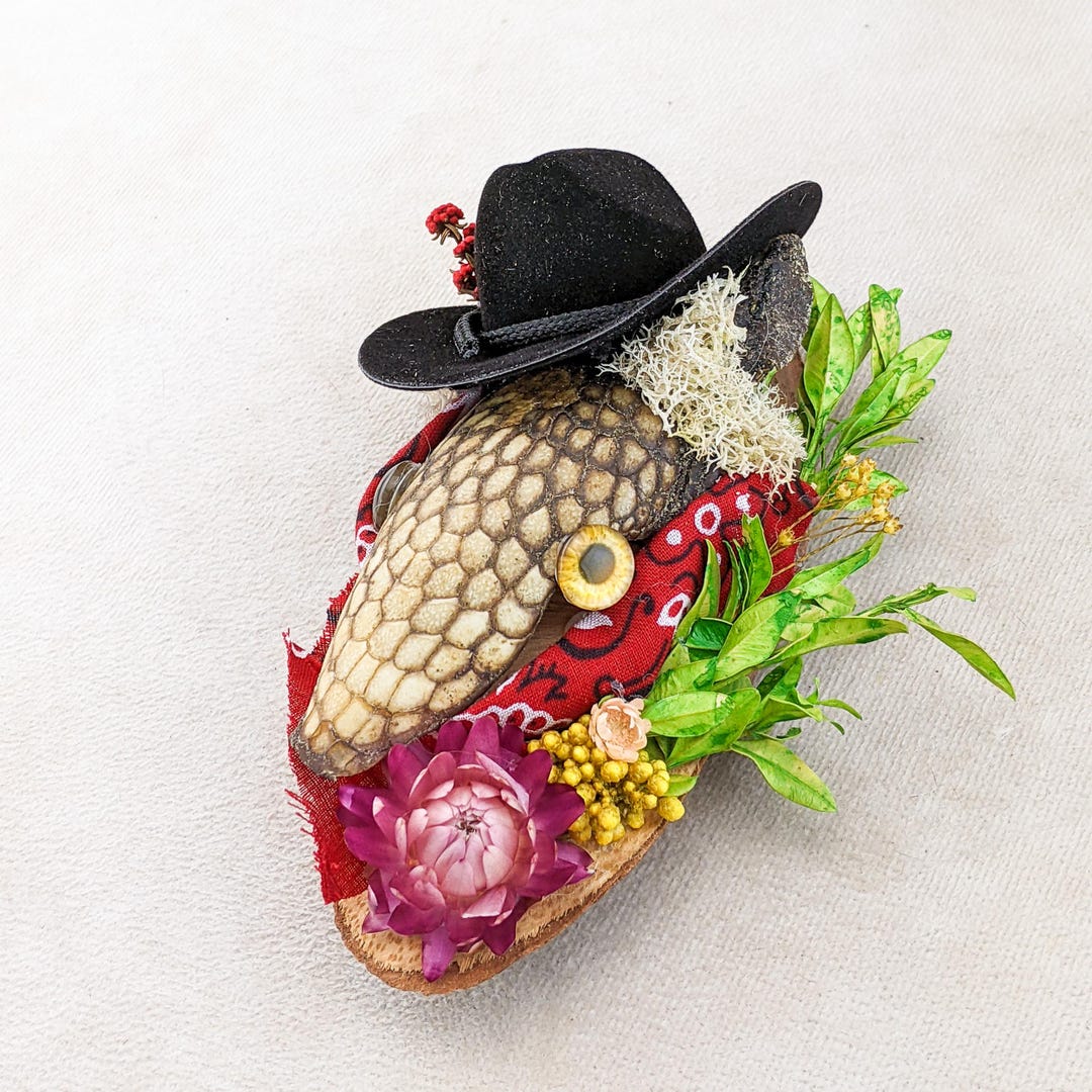 Armadillo Face Cowboy Armor Wall Hanging Display, Taxidermy, Preserved ...