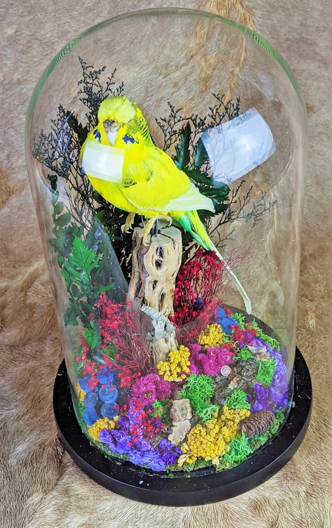 Parakeet Bird Specimen Dome Display Oddities Curiosities Taxidermy ...