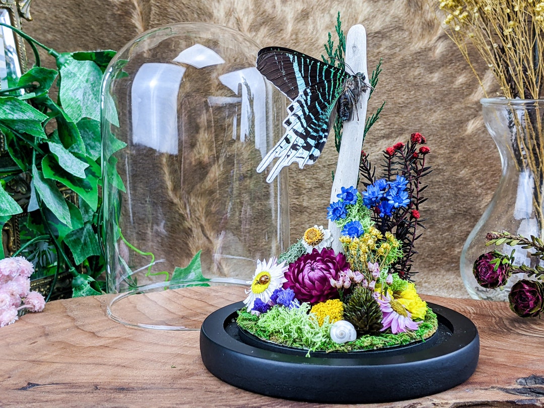 BF66 UL Real Sunset Moth U. Leilus Butterfly Entomology Taxidermy ...