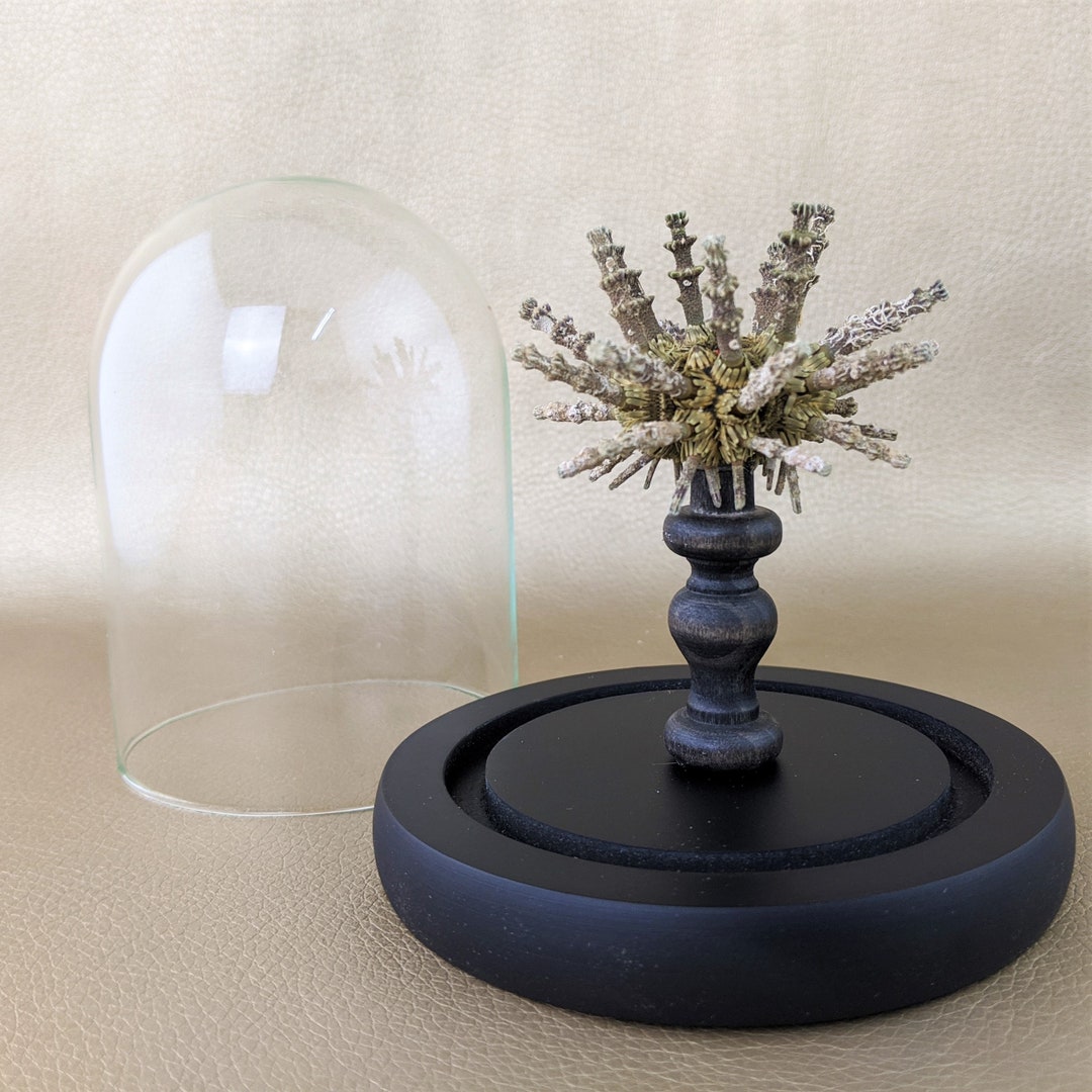 Sea Urchin Glass Dome Display Taxidermy Nautical Real Oddities ...