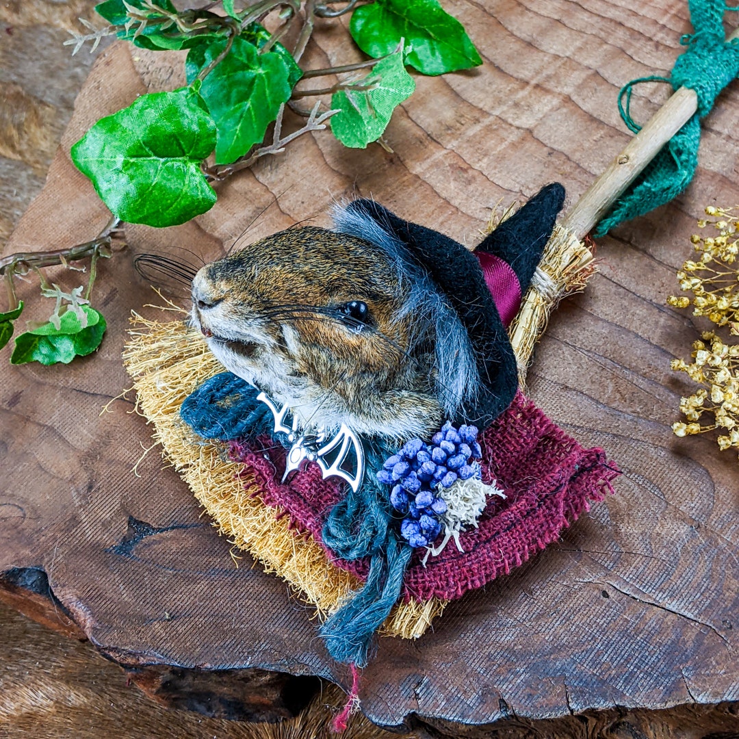 Squirrel Witch Broom Display Taxidermy Oddities Curiosities Wall Decor ...