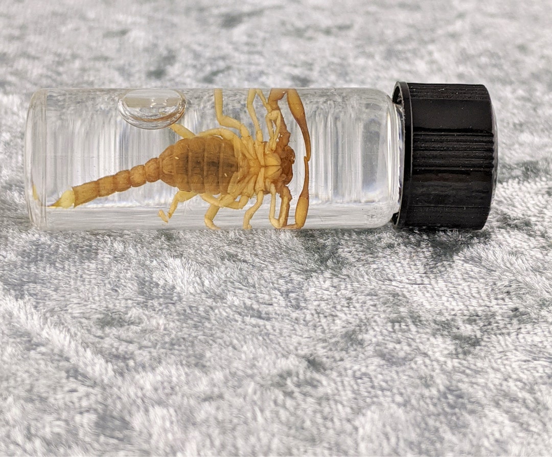 CS Wet Black Indian Glows Under UV Taxidermy Entomology Scorpion Real ...